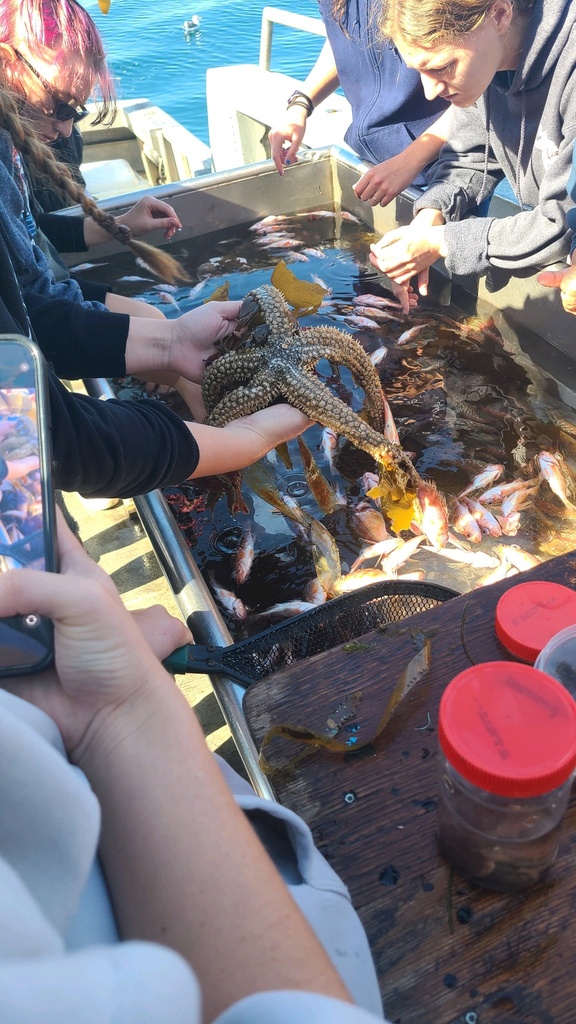 Velcro Star from San Pedro Channel, US on October 14, 2023 at 11:06 AM ...