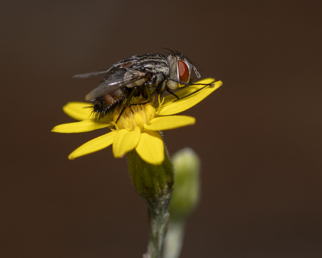 Exorista from Wayne County, MS, USA on October 15, 2023 at 11:55 AM by ...