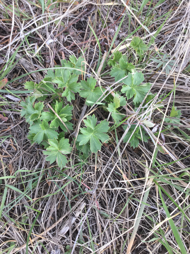 Sticky geranium (GEVI2) (OCTC Flora Guide) · iNaturalist