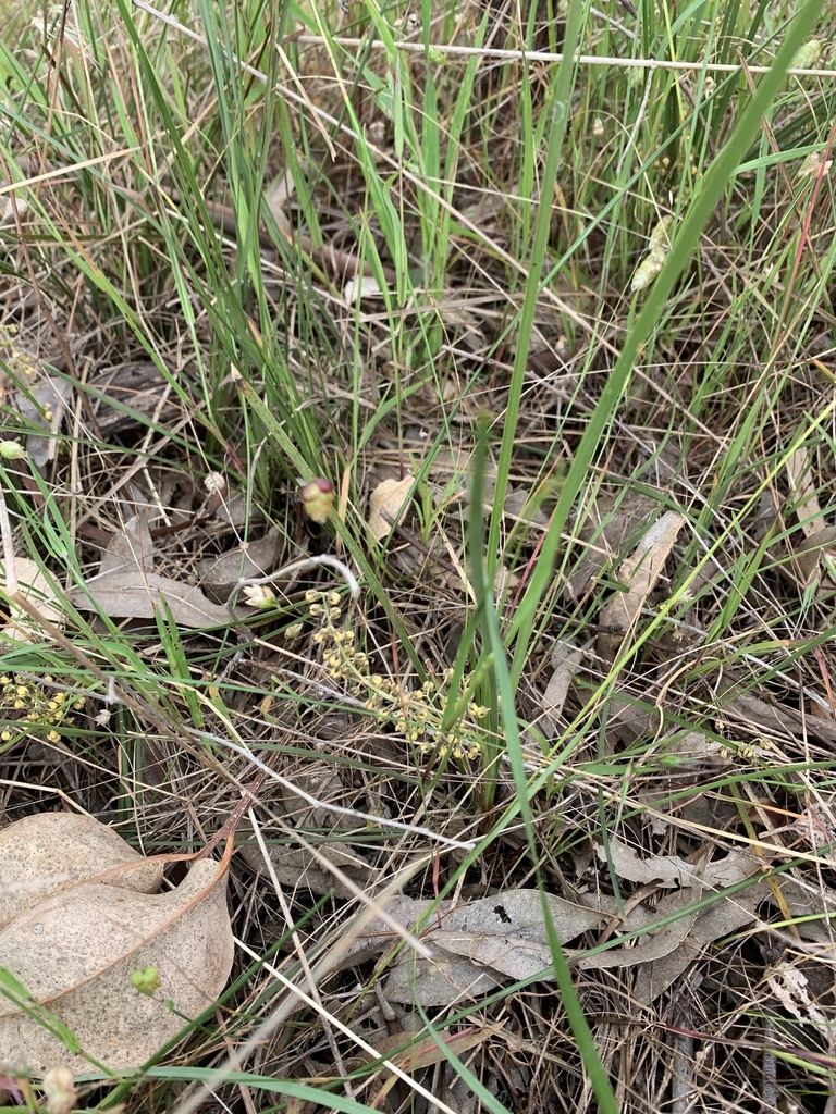 dwarf mat-rush from Hume Freeway, Longwood, VIC, AU on October 15, 2023 ...
