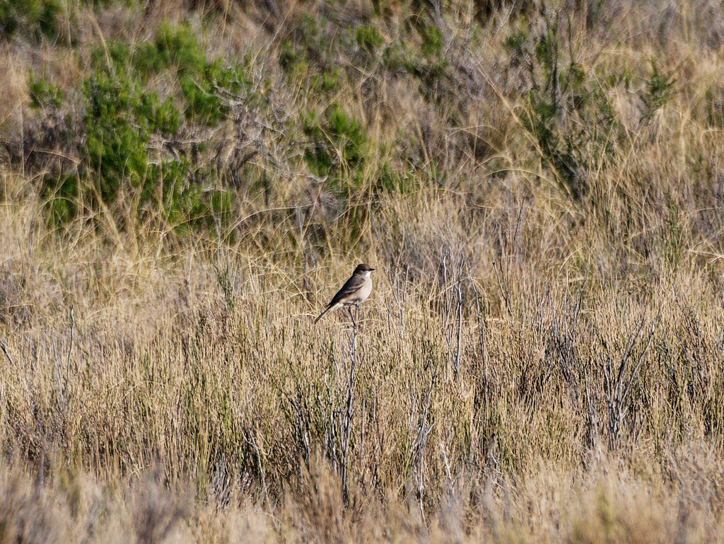 Lesser Shrike-Tyrant from San Rafael, Mendoza, Argentina on October 14 ...