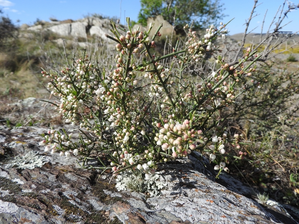 Discaria americana in October 2023 by Agustín Gabriel Álvarez · iNaturalist
