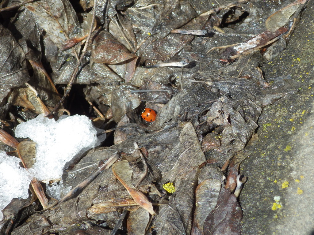 Seven-spotted Lady Beetle from Cliff/Cannon, Spokane, WA, USA on March ...