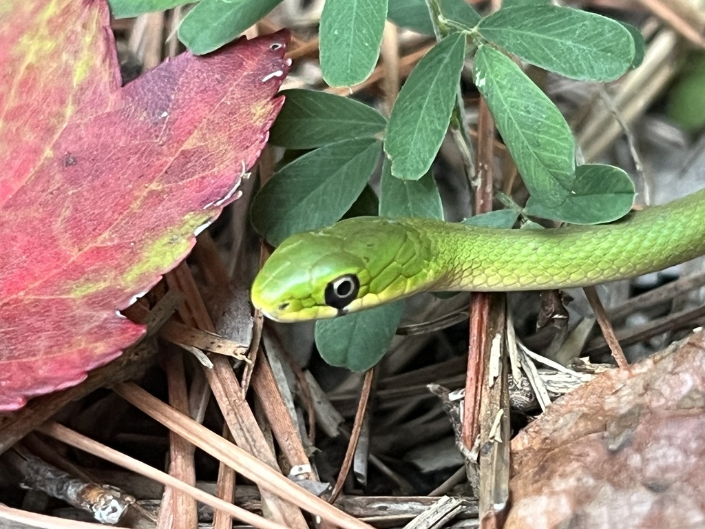 Rough Greensnake from Old US 1 Hwy, Apex, NC, US on October 15, 2023 at ...