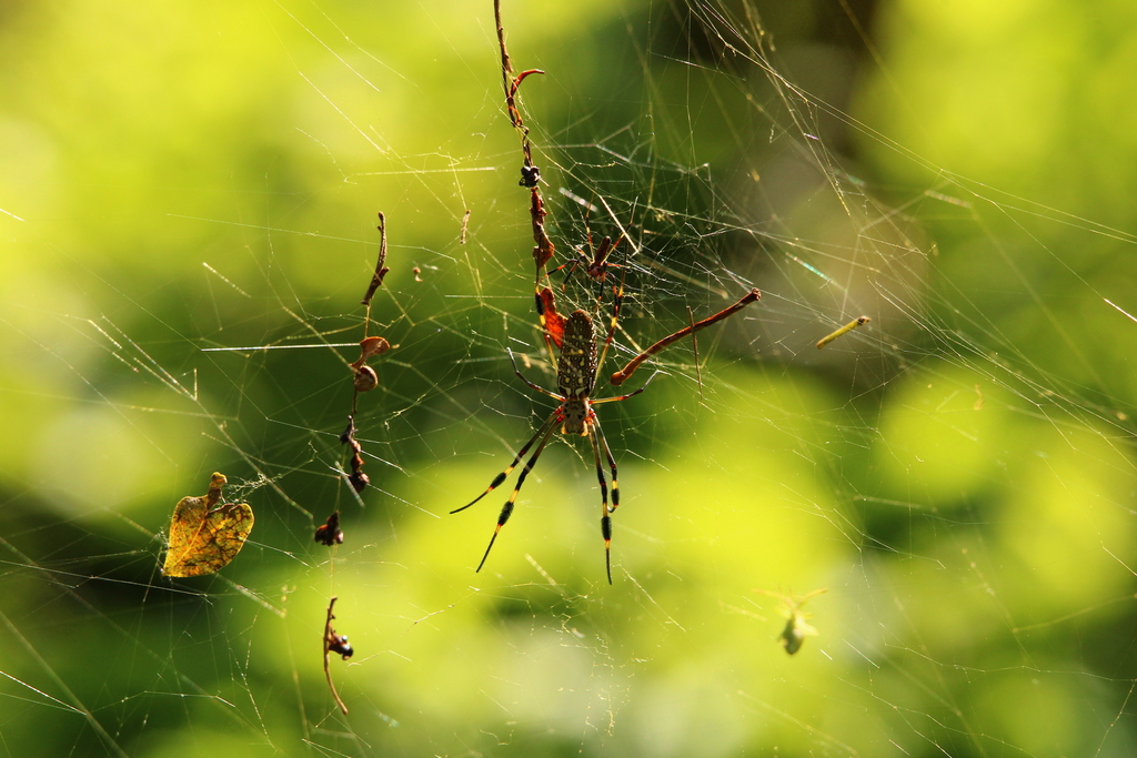 Golden Silk Spider from C. El Chaco 3200, Providencia, 44630 ...