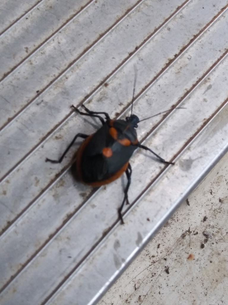 Florida Predatory Stink Bug from Greenbelt, MD, USA on October 15, 2023 ...