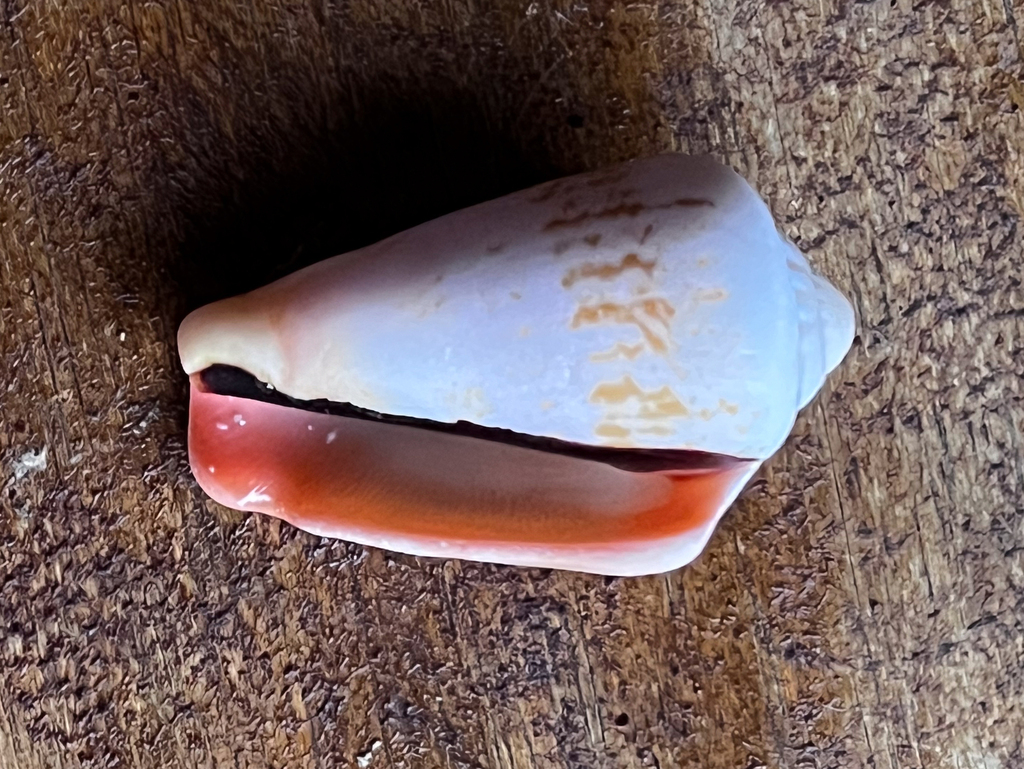 Strawberry Conch from Raja Ampat Biodiversity Resort, Gam Island ...