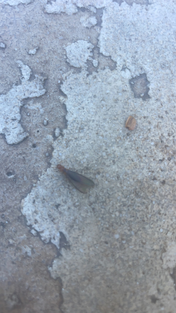 Western Drywood Termite from Oceanside on October 15, 2023 at 03:09 PM ...