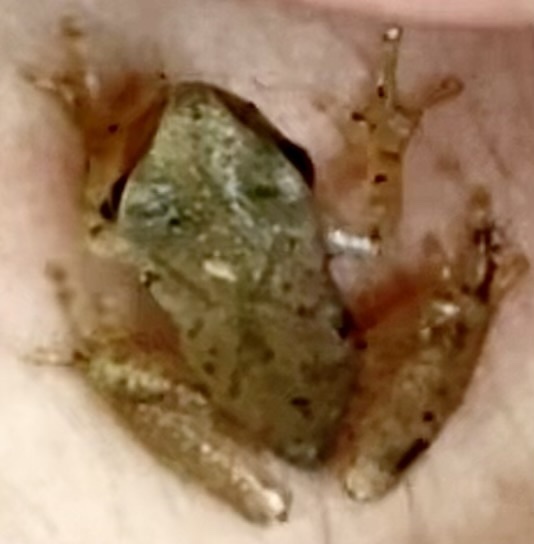 Spring Peeper from Downtown Westland, Westland, MI, US on July 25, 2023 ...