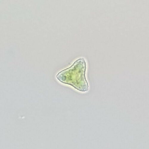 (Tetraedron triangulare)