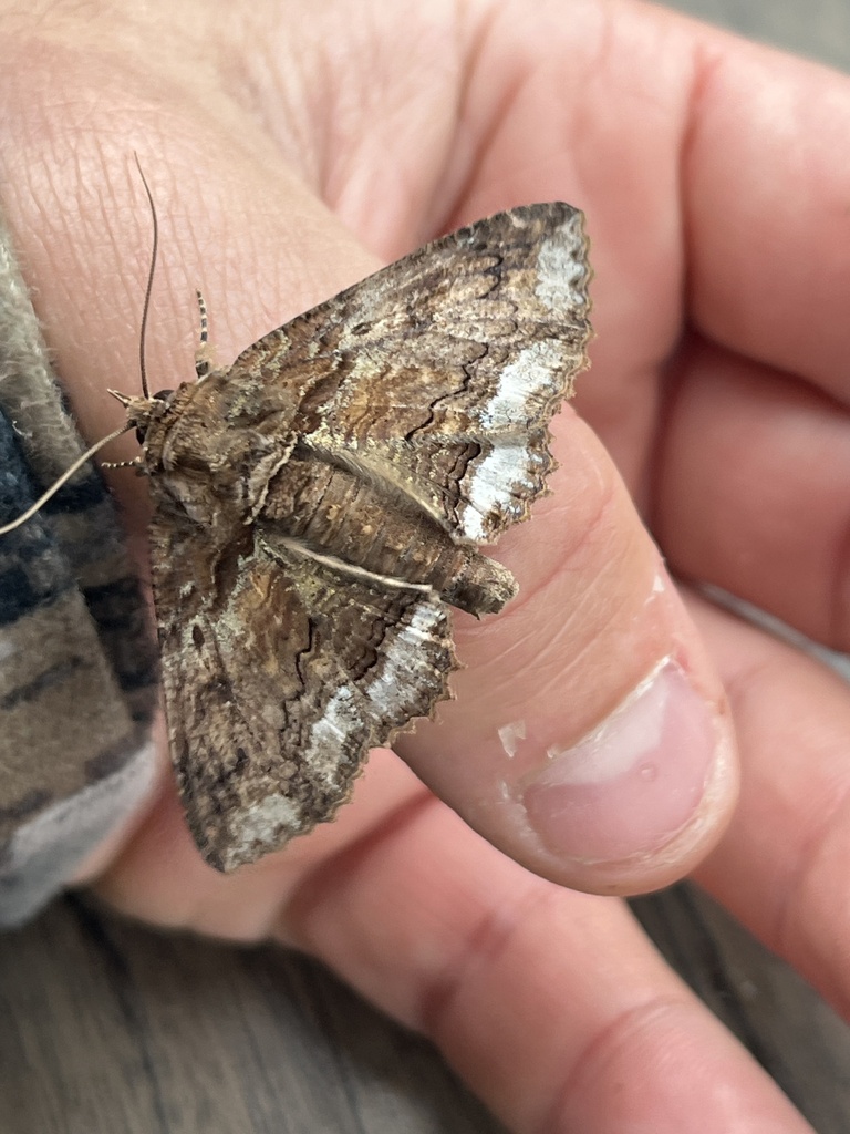 Lunate Zale Moth from Fleuve Saint-Laurent, Baie-Comeau, QC, CA on ...