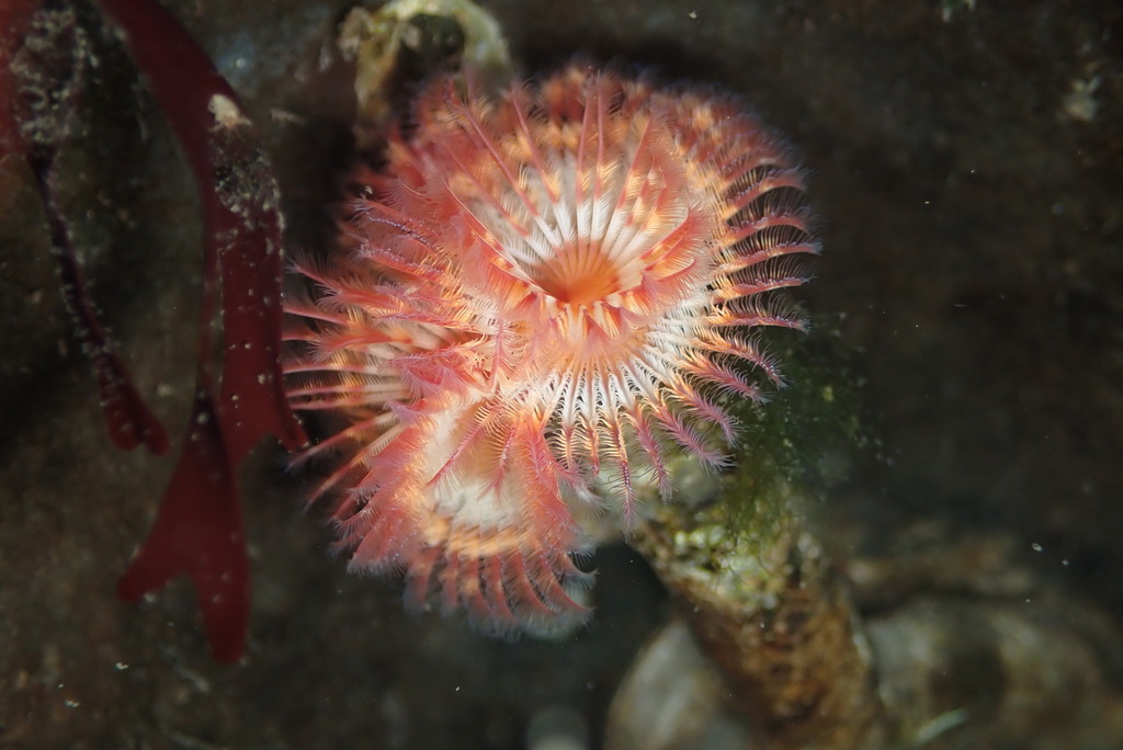 Red-trumpet Calcareous Tubeworm from Tacoma, WA, USA on October 15 ...