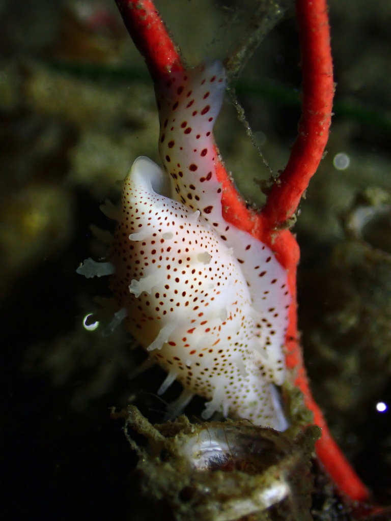 Vidler's Simnia from Gorgonian Garden, La Jolla Submarine Canyon, La ...