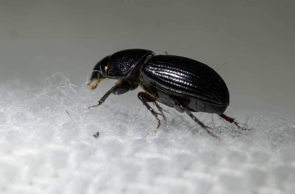 Beetles in October 2023 by Jacob Crisp · iNaturalist