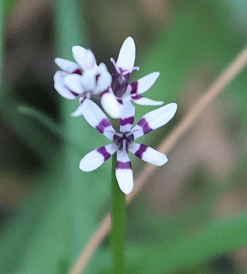 Early Nancy from Alexandra VIC 3714, Australia on September 20, 2023 at ...
