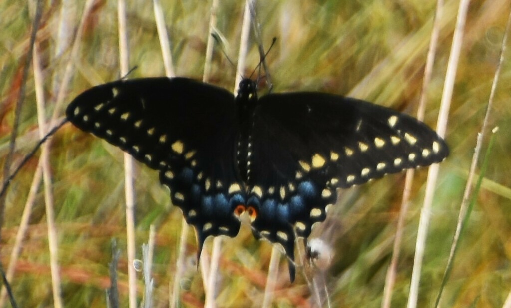 Black Swallowtail from Polk County, FL, USA on October 15, 2023 at 09: ...