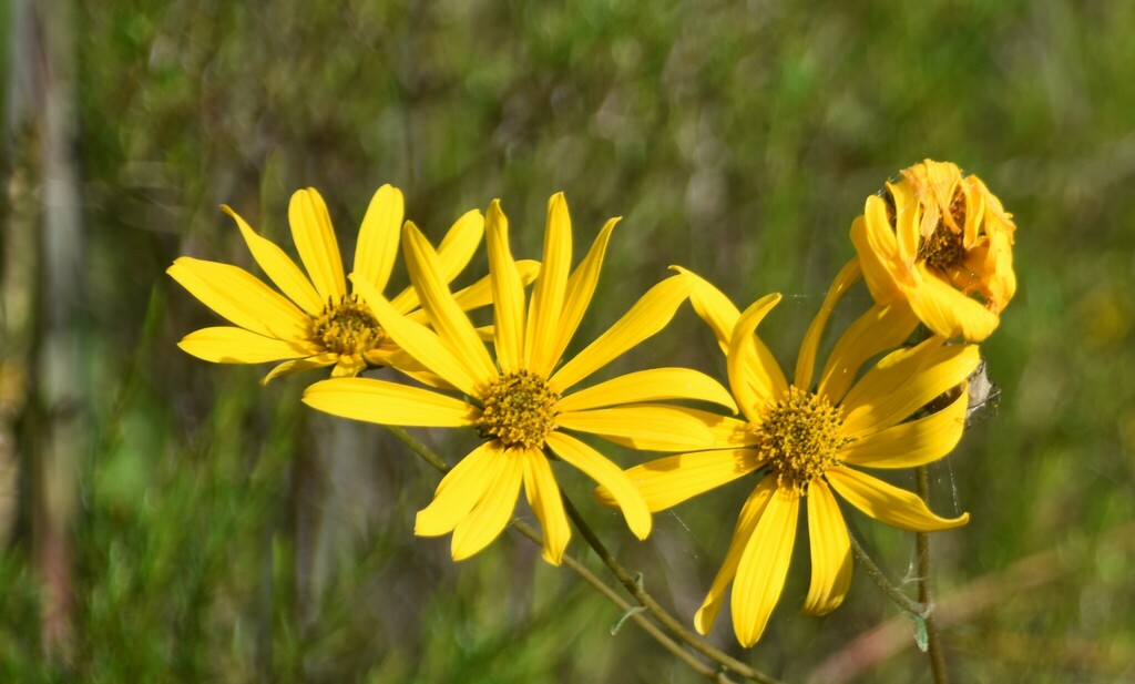 Florida false sunflower from Polk County, FL, USA on October 15, 2023 ...