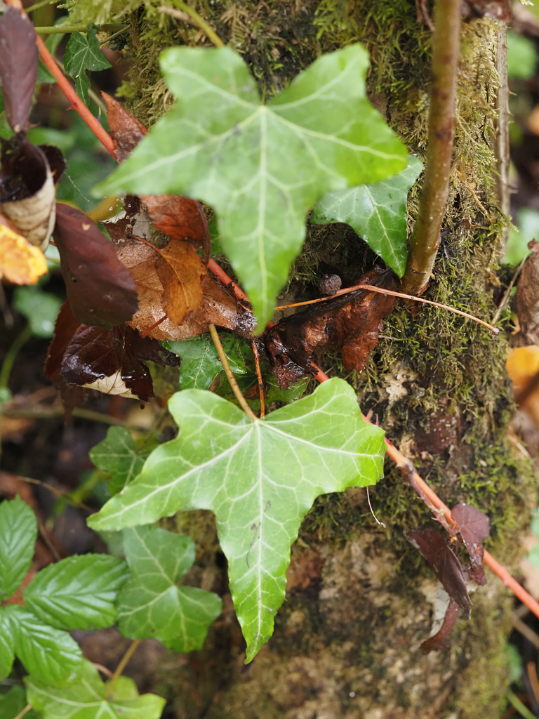 Atlantic Ivy from Pacific Spirit Regional Park, Vancouver, BC, Canada ...
