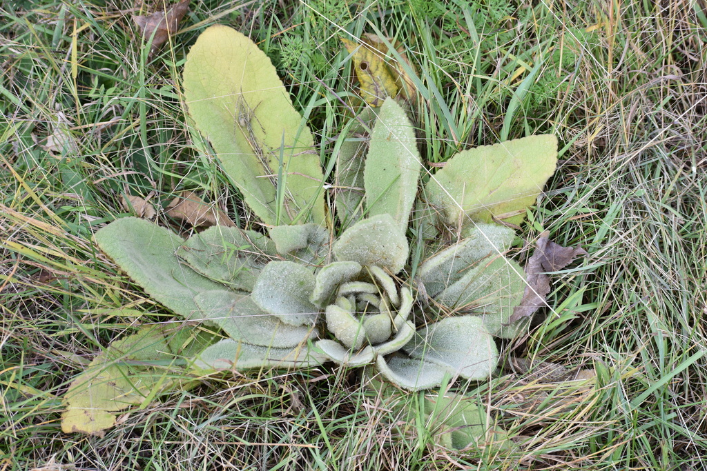 great mullein from Galesburg, MI, US on October 15, 2023 at 04:49 PM by ...