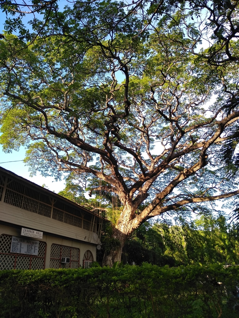dicots from Channon Hall, Dumaguete, Negros Oriental, Philippines on ...