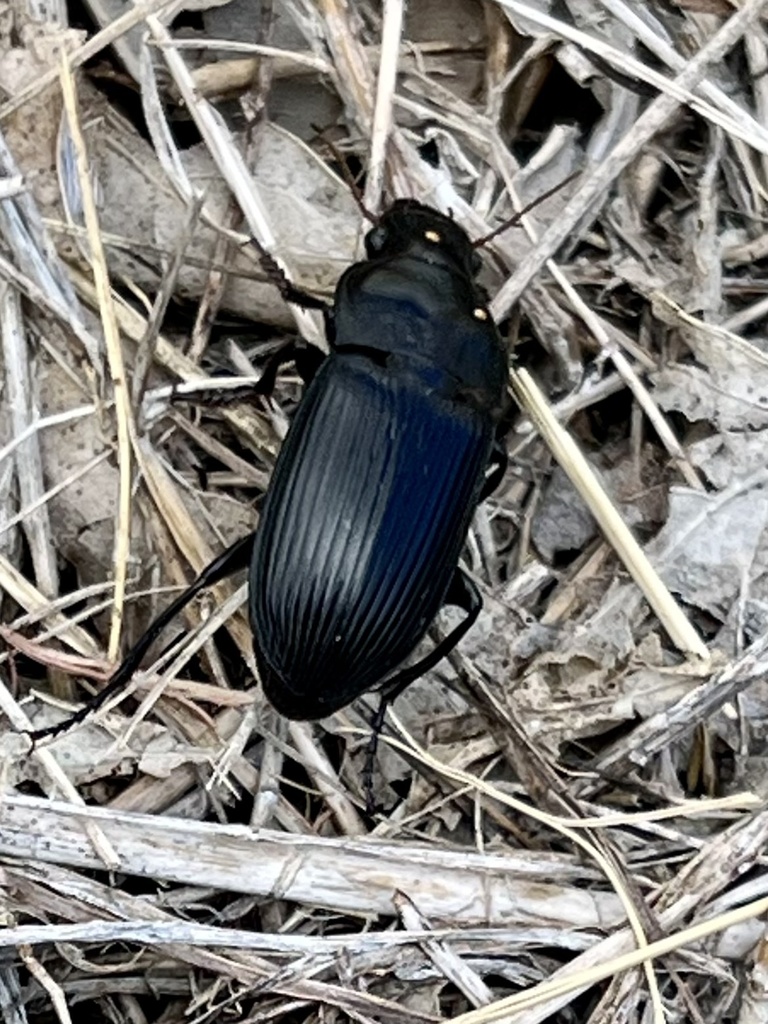 Murky Ground Beetle from E Lawther Dr, Dallas, TX, US on October 15 ...