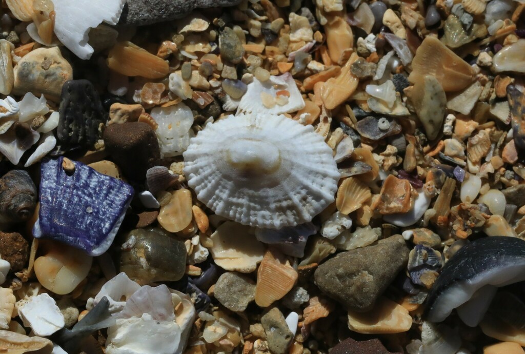 Cap-shaped False Limpet from Central Coast NSW, Australia on October 9 ...