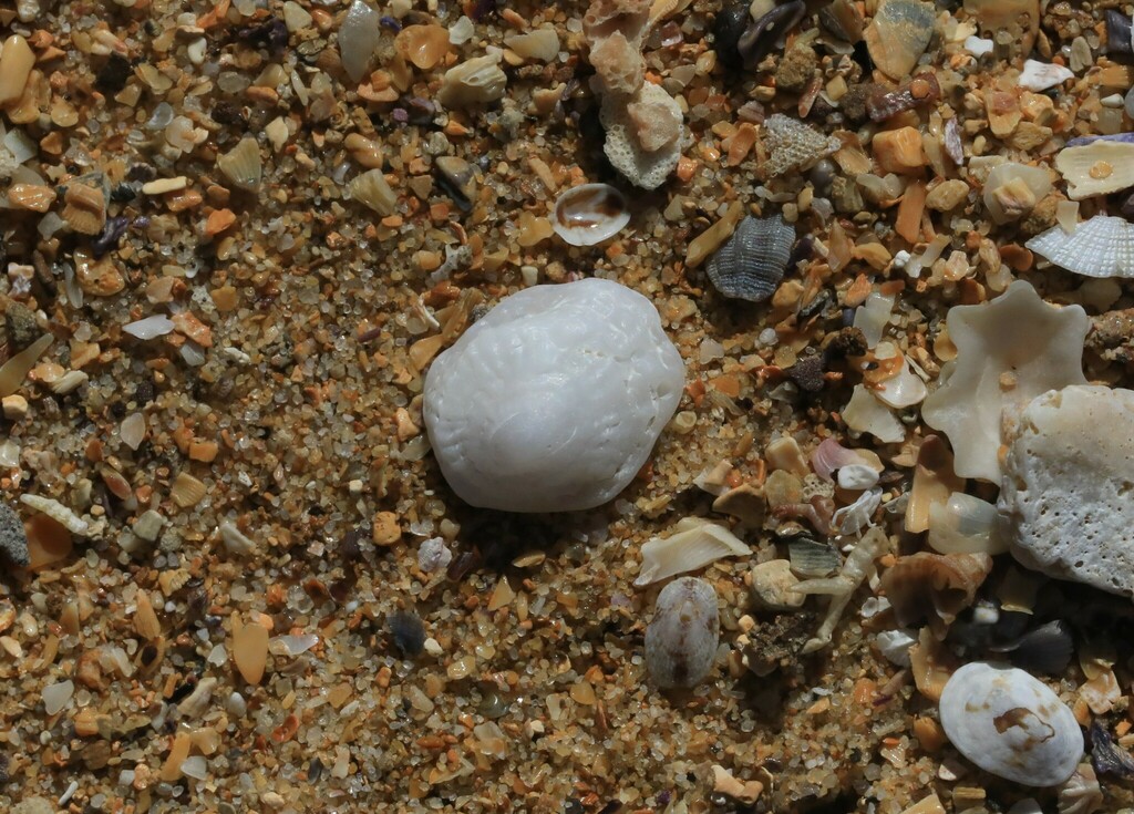 Trimusculus conicus from Central Coast NSW, Australia on October 9 ...