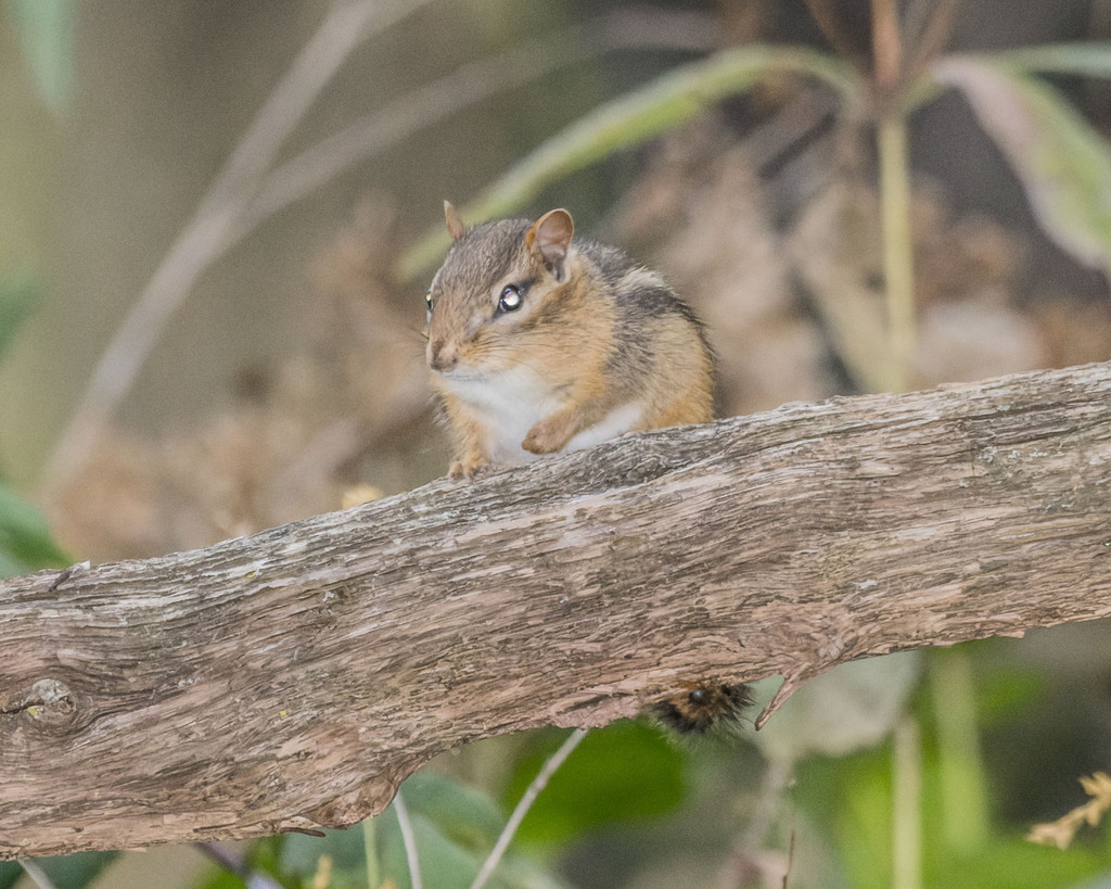 Eastern Chipmunk from Downers Grove, IL, USA on October 11, 2023 at 04: ...
