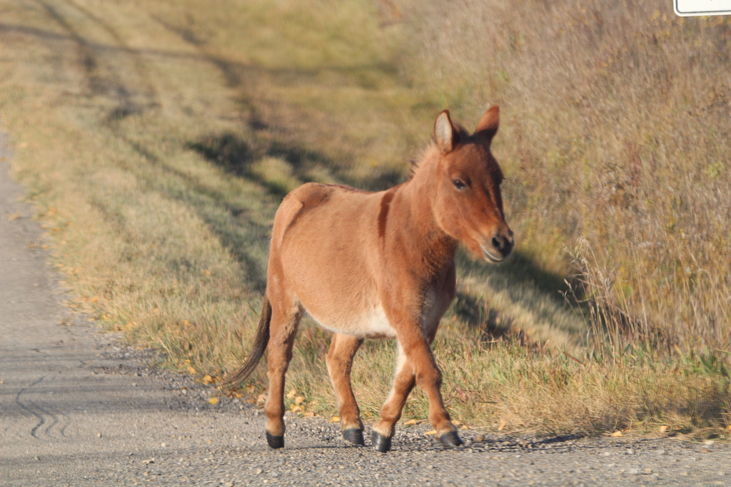 Mule from Parkland County, AB, Canada on October 14, 2023 at 10:41 AM ...