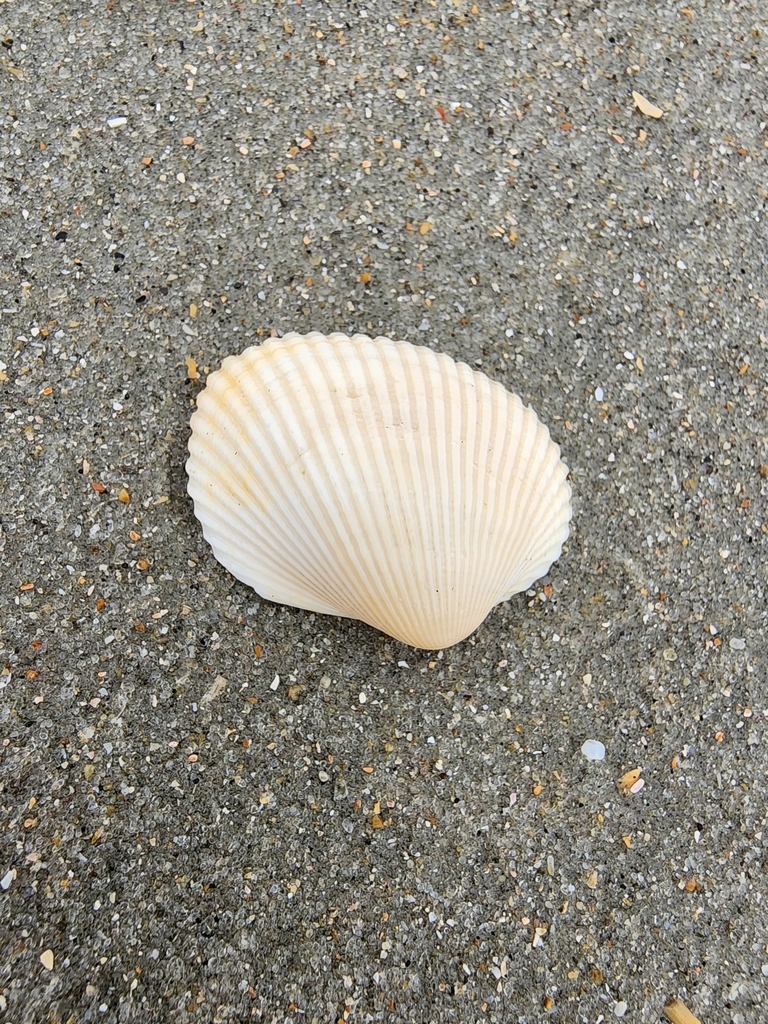 Blood Ark from Georgetown County, SC, USA on October 14, 2023 at 03:34 ...