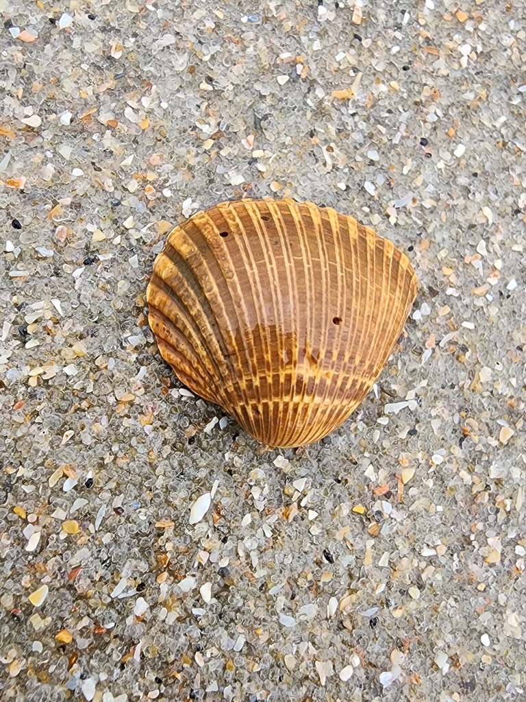 Incongruous Ark from Georgetown County, SC, USA on October 14, 2023 at ...