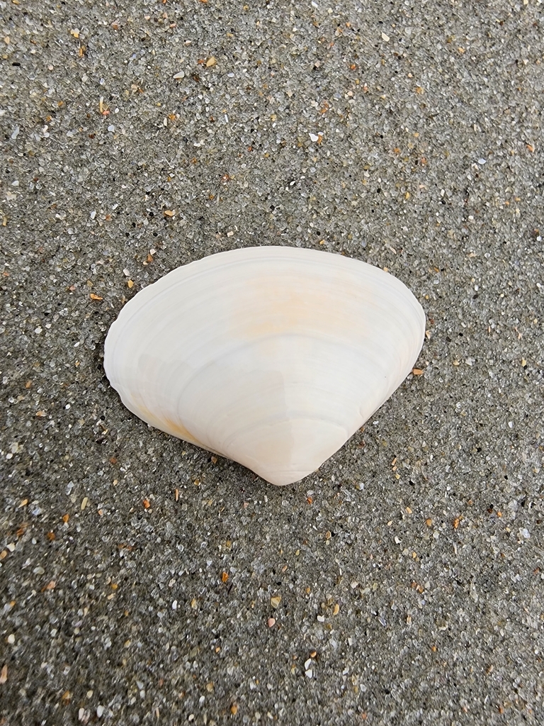 Spisula from Georgetown County, SC, USA on October 14, 2023 at 03:32 PM ...