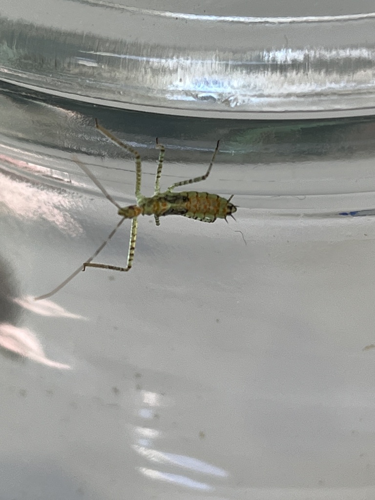 Leafhopper Assassin Bug from Corte Segundo, Oceanside, CA, US on ...