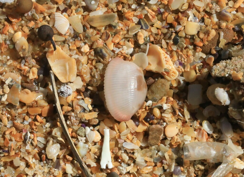 Common Southern Bean Cowry from Central Coast NSW, Australia on October ...