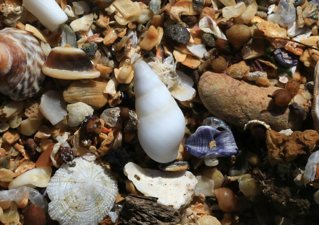 yellow-coated clusterwink from Central Coast NSW, Australia on October ...