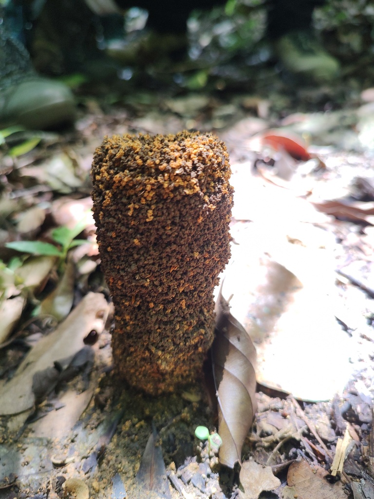 Insects from Ocosingo, Chis., México on July 27, 2023 at 11:46 AM by ...