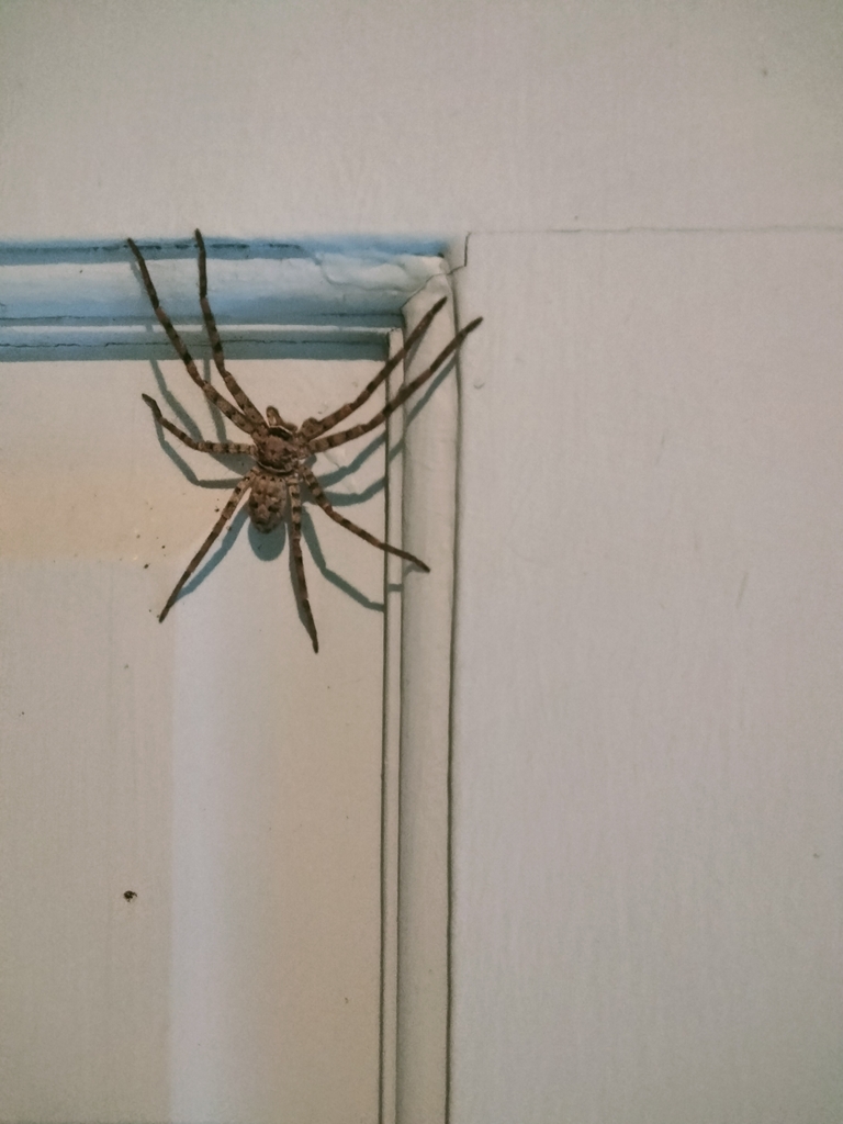 Pantropical Huntsman Spider from 415-0035, Japan on October 16, 2023 at ...