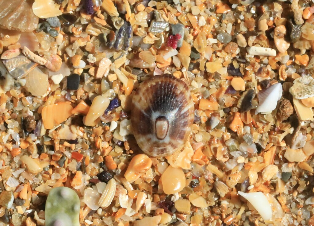 Patelloida mufria from Central Coast NSW, Australia on October 9, 2023 at 09:36 AM by Adrian ...