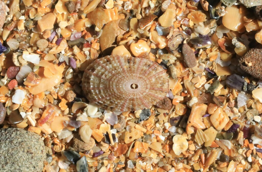 Diodora lineata from Central Coast NSW, Australia on October 9, 2023 at ...