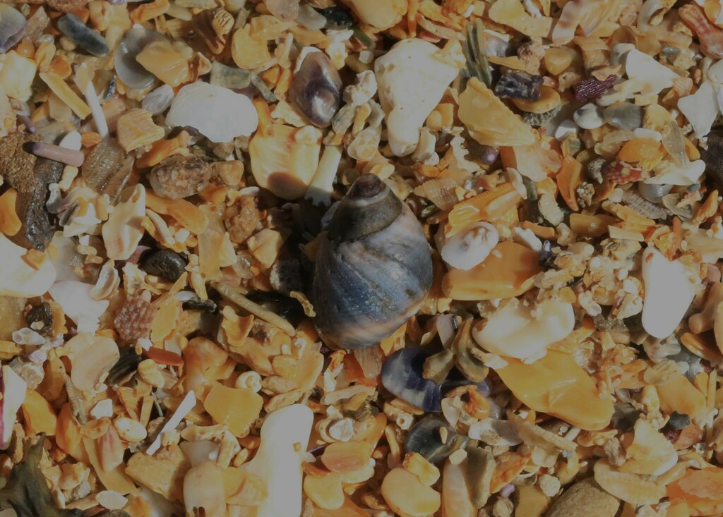 Little Blue Periwinkle from Central Coast NSW, Australia on October 9 ...