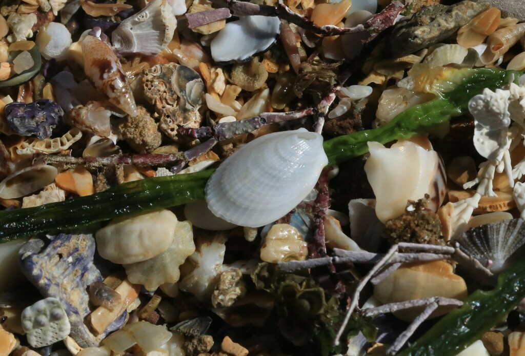 Limatula strangei from Central Coast NSW, Australia on October 9, 2023 at 09:41 AM by Adrian ...