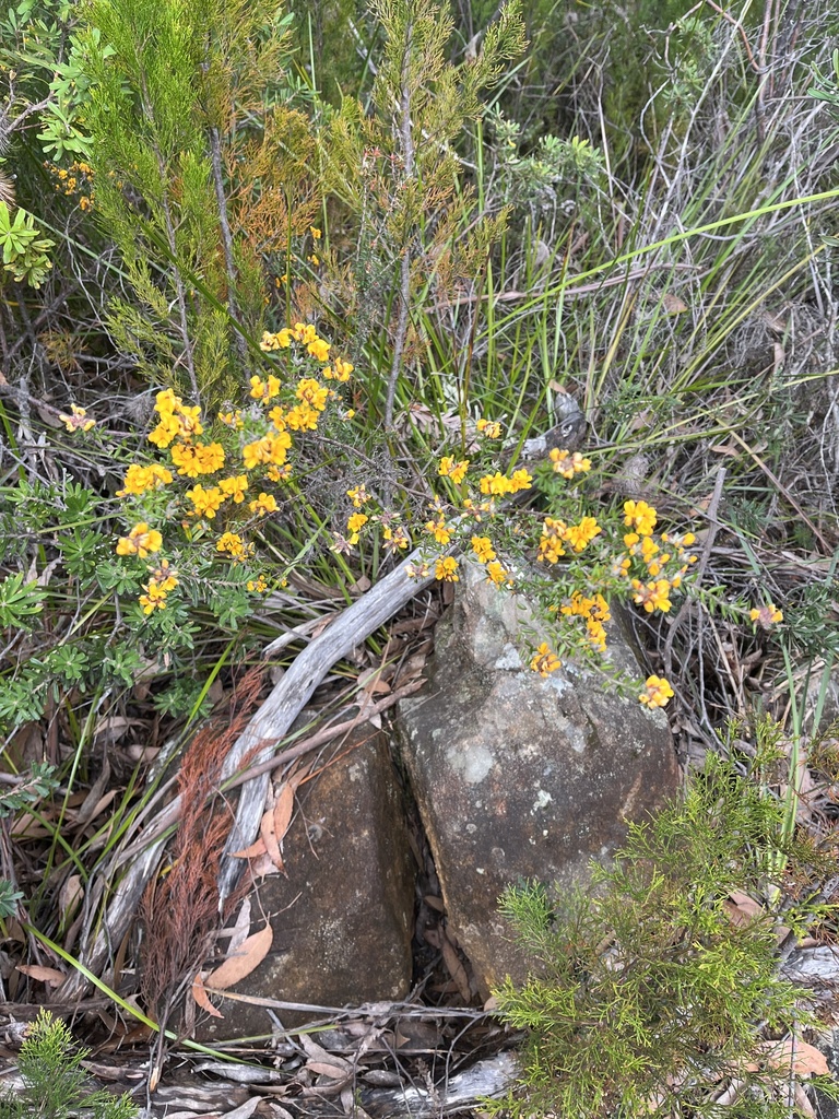 golden bush-pea from Tasman National Park, Fortescue, TAS, AU on ...