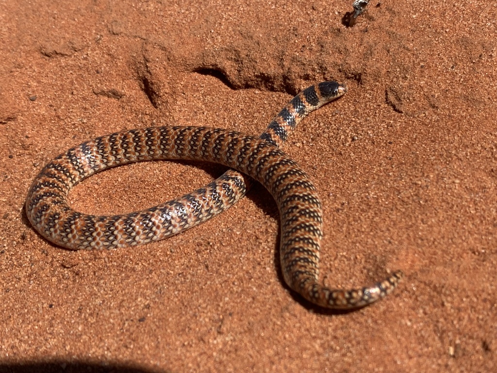 Narrow-banded Shovel-nosed Snake from Olympic Dam, SA, AU on October 16 ...