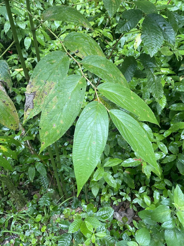 spiked pepper from Puerto Rico, Arecibo, Puerto Rico, US on October 15 ...