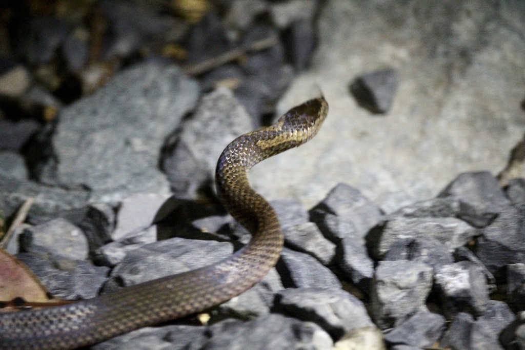Golden Crowned Snake from Myall Lakes National Park, Bungwahl, NSW, AU ...