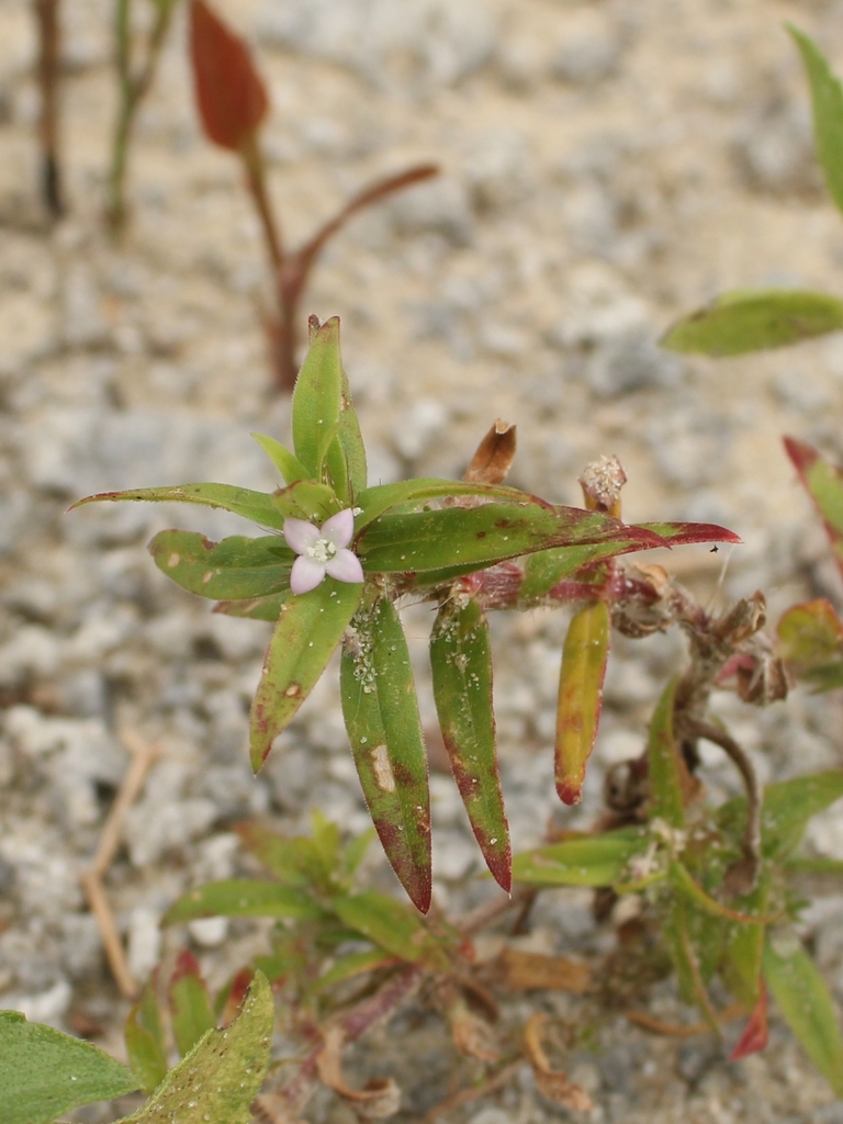 rough buttonweed from Myrtle Beach, SC 29577, USA on October 15, 2023 ...