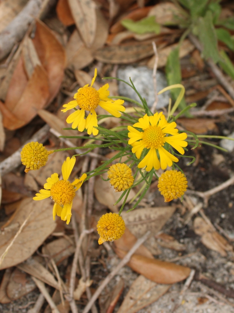 Bitterweed from Horry County, US-SC, US on October 15, 2023 at 01:09 PM ...