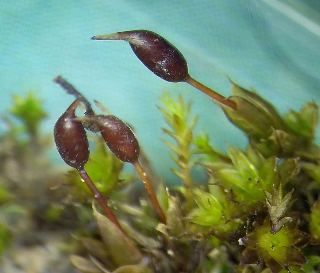 Tall Pottia (Tortula protobryoides) - Botanical Realm