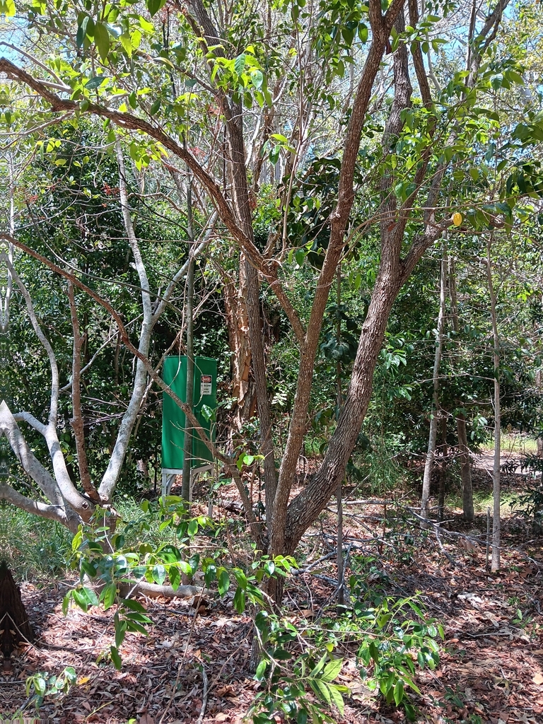 Cheese Tree from Panorama Dr near Akarra Lagoons hail 'n' ride ...