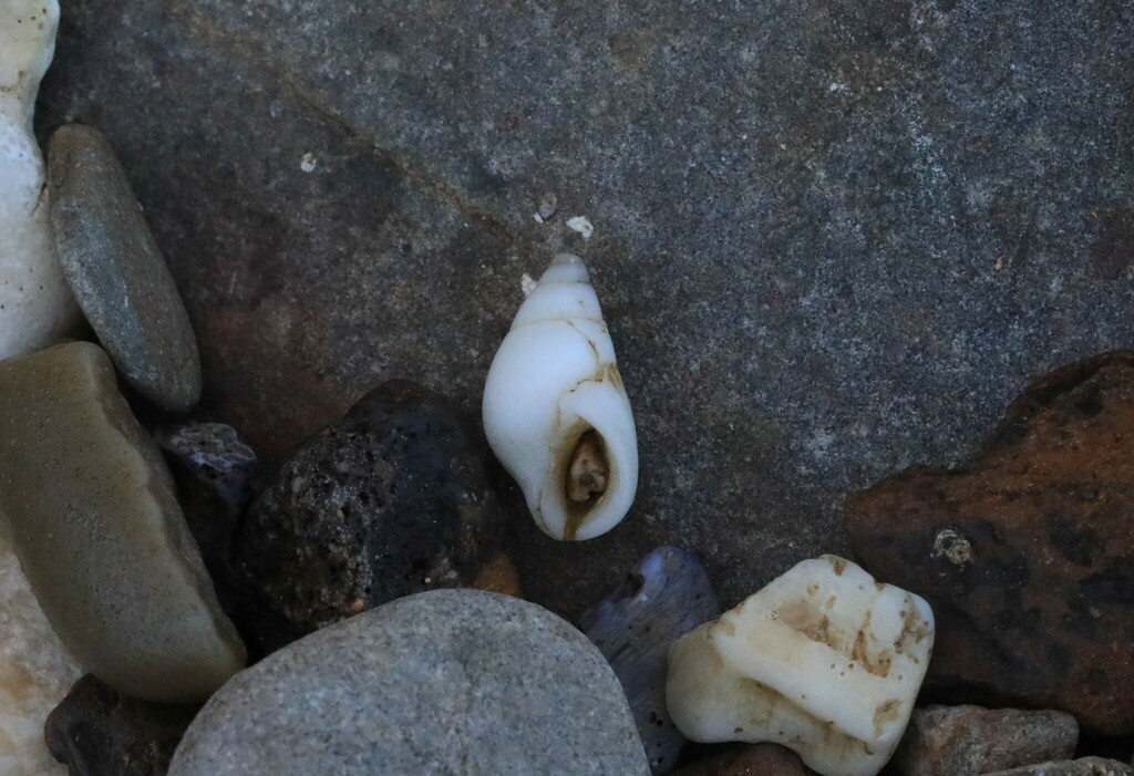 yellow-coated clusterwink from Central Coast NSW, Australia on October ...